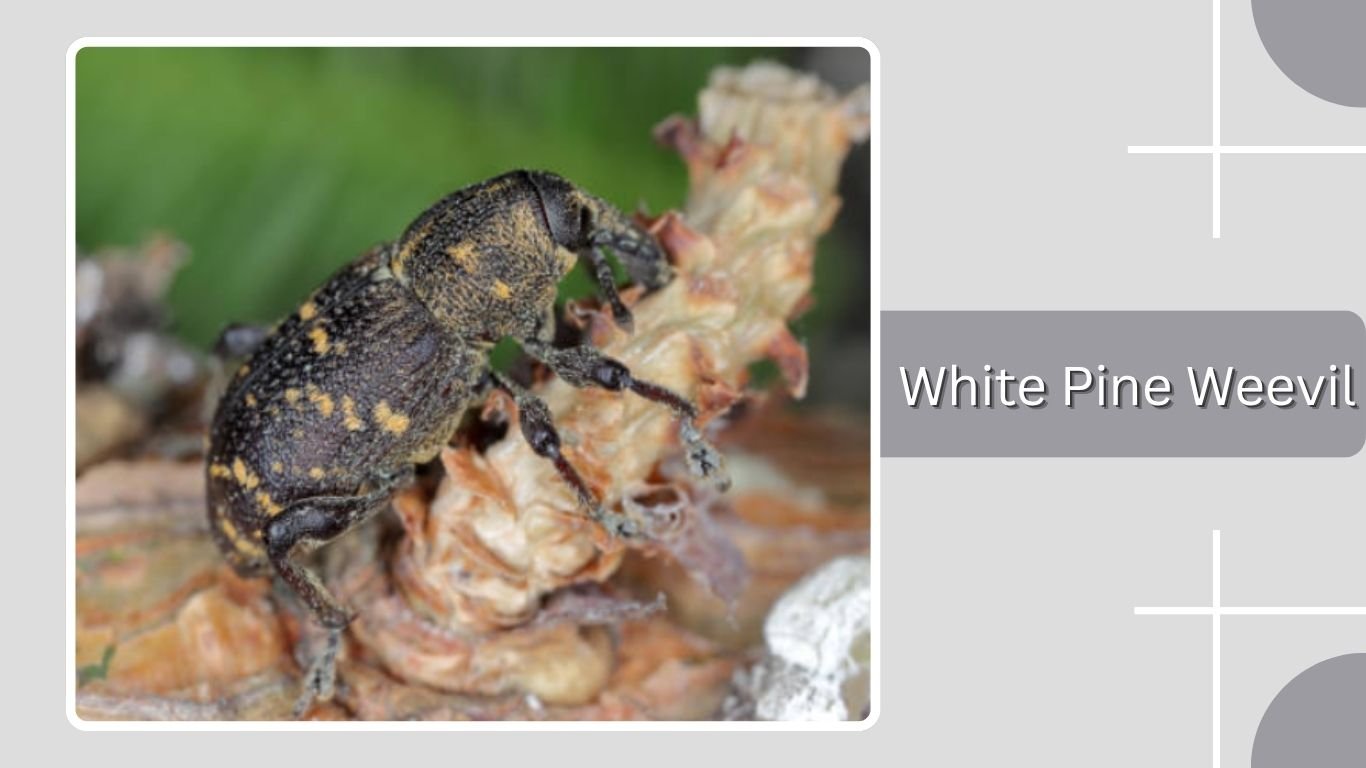 27 Common Types of Weevils: Identification Guide