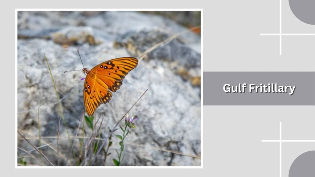 17 Types of Orange Butterflies: Identification with Pictures