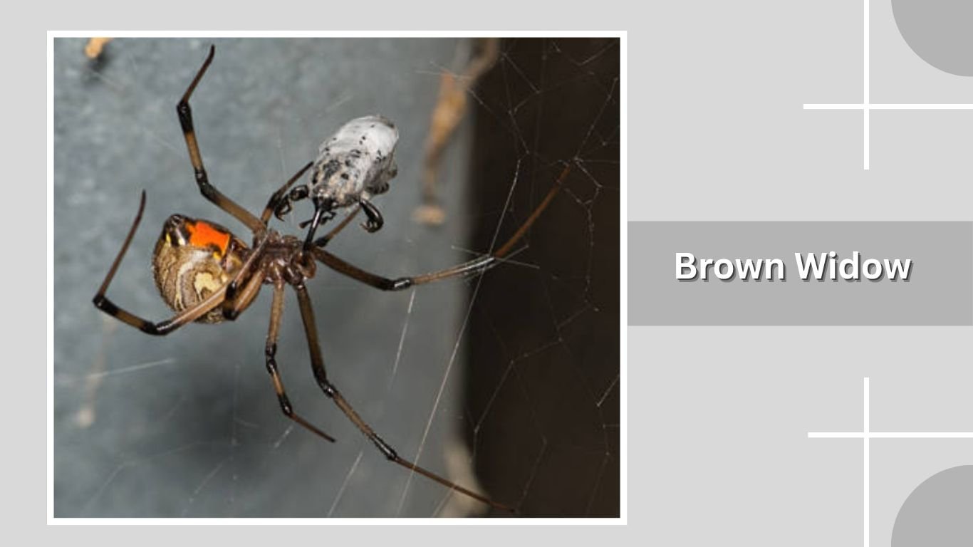 13 Common Spiders in Florida: Identification with Picture