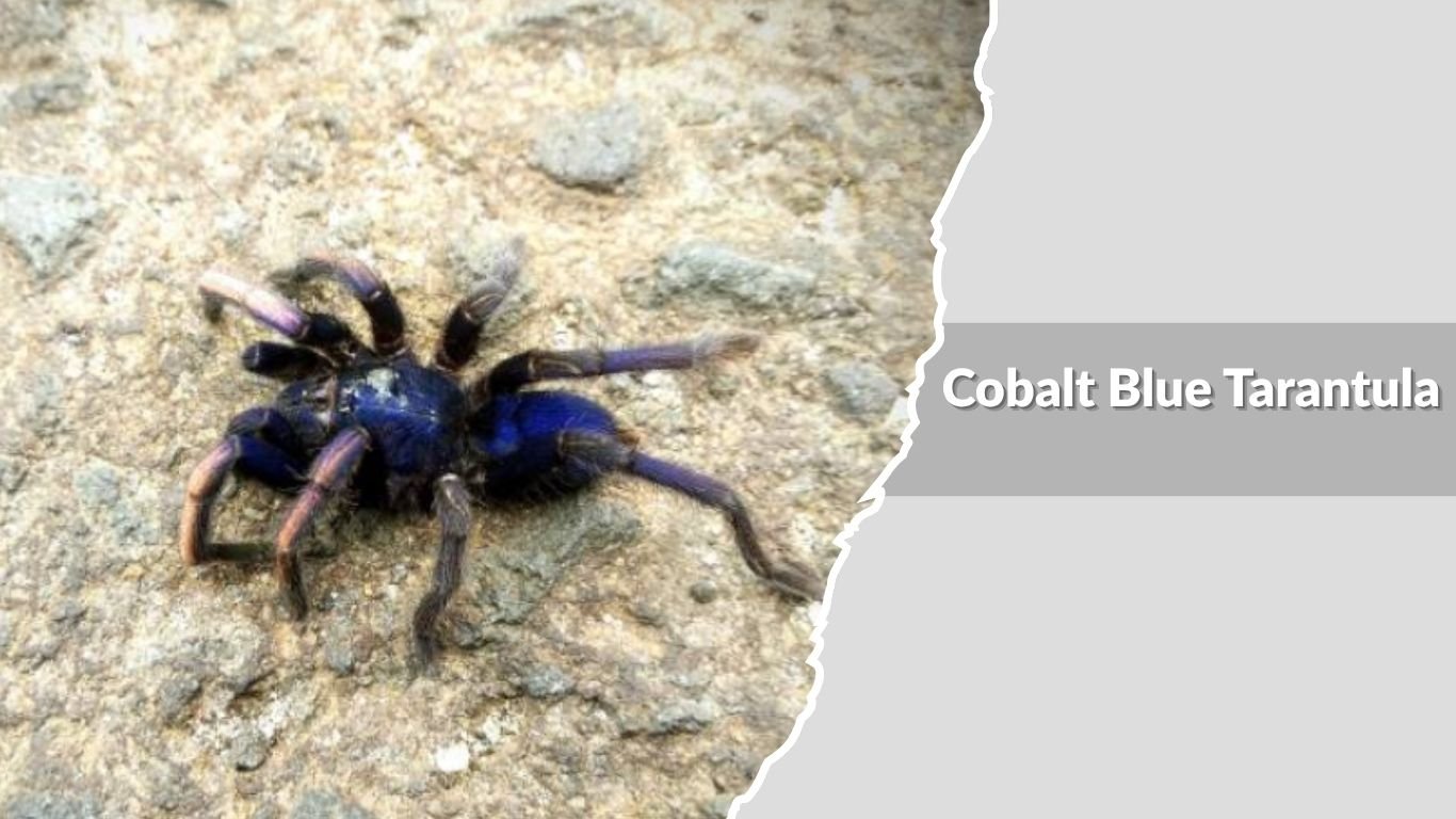 15 Types of Blue Spiders: Identification with Pictures