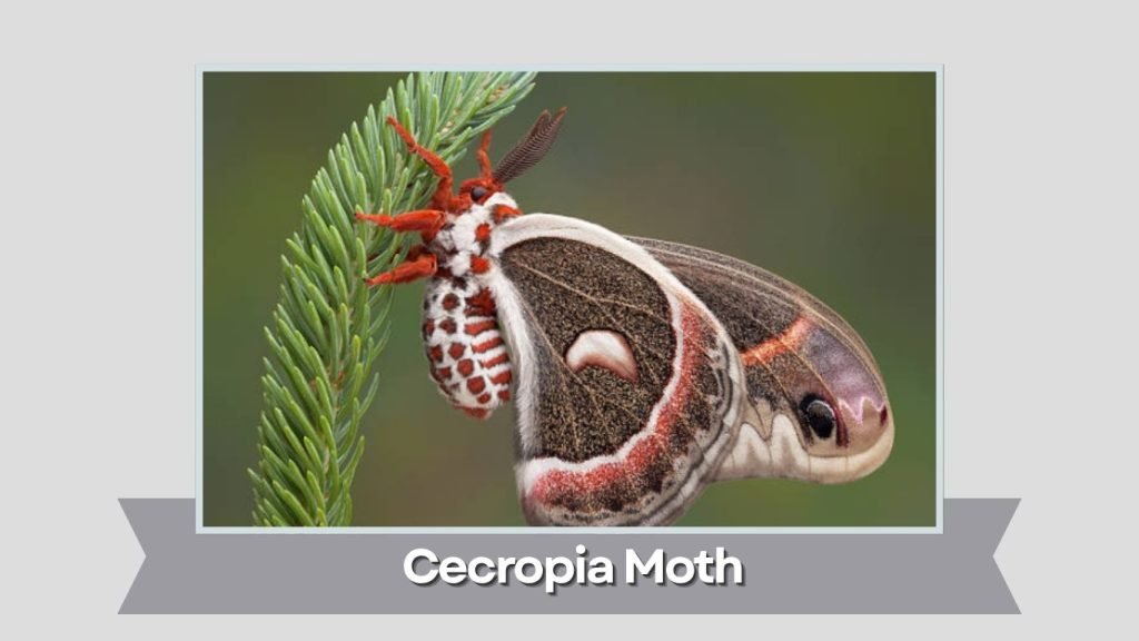 17 Types of Moths: Size, Color, Habitat, Diet & ID: Identification with ...