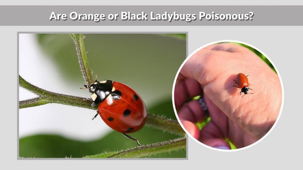 Orange & Black Ladybugs: Types, Meaning, Safety Guide