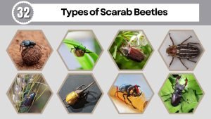 32 Types of Scarab Beetles: Identification Guide