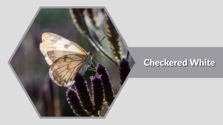 13 Types of White Butterflies: Identification with Pictures
