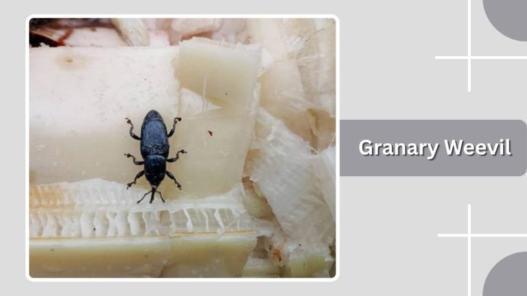 27 Common Types of Weevils: Identification Guide