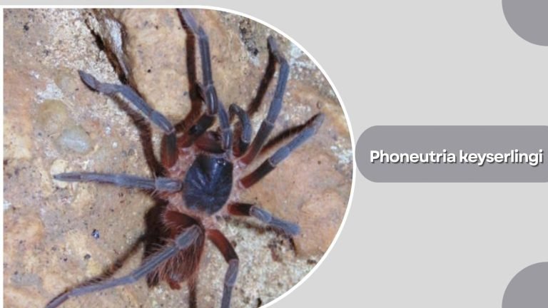 10 Types of Wandering Spiders (Phoneutria): Id with Picture