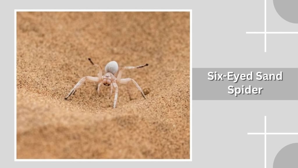 15 Most Dangerous Spiders in the World: Toxic and Aggressive