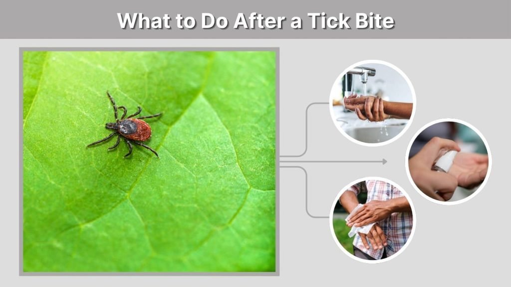 Tick Bites on Humans: Symptoms, Risks, and Treatment