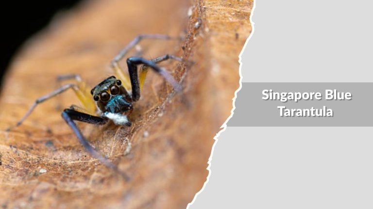 15 Types of Blue Spiders: Identification with Pictures