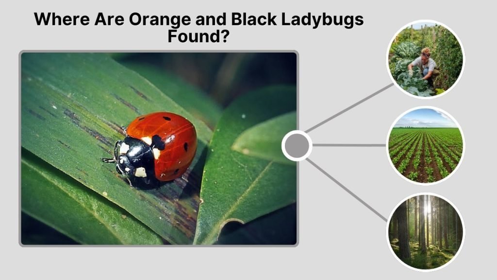 Orange & Black Ladybugs: Types, Meaning, Safety Guide