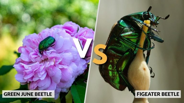 Green June Beetles: Id, Life Cycle, Damage & Control