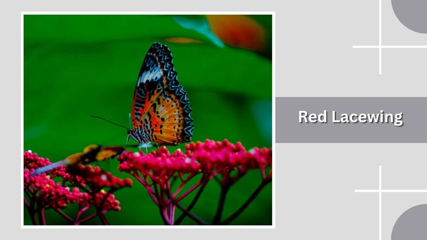 15 Types of Red Butterflies: Identification with Pictures