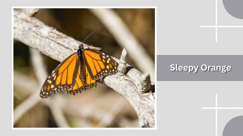 15 Types of Yellow Butterflies: Identification with Pictures