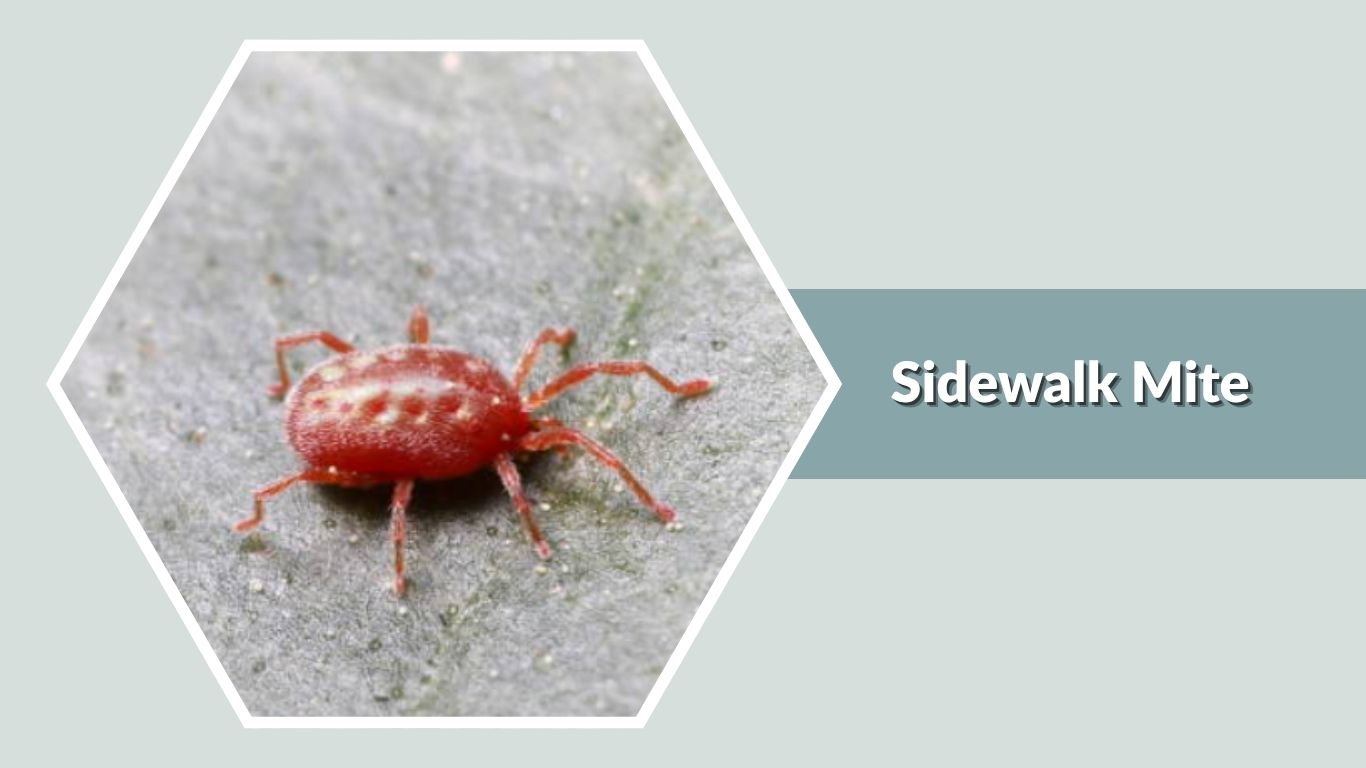 8 Types of Small Red Spiders In House (ID with Picture)