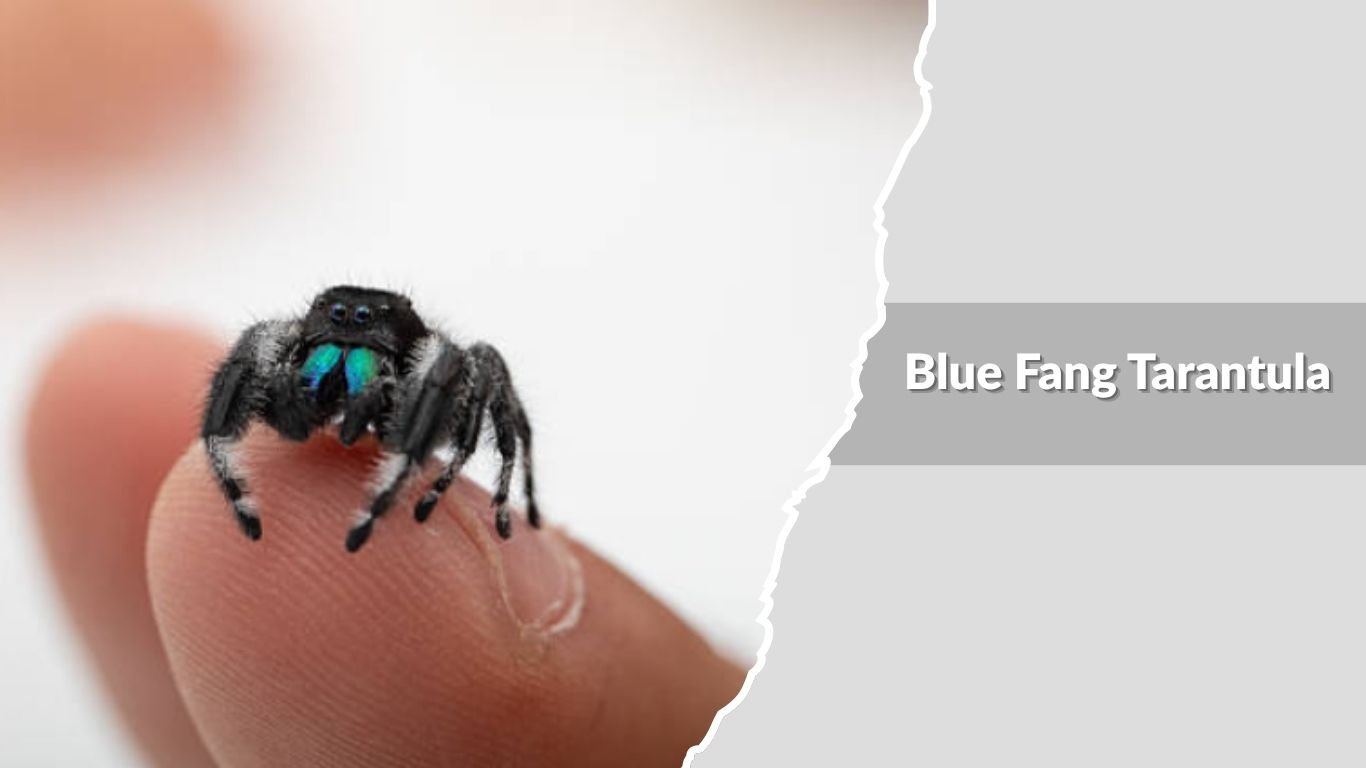 15 Types of Blue Spiders: Identification with Pictures