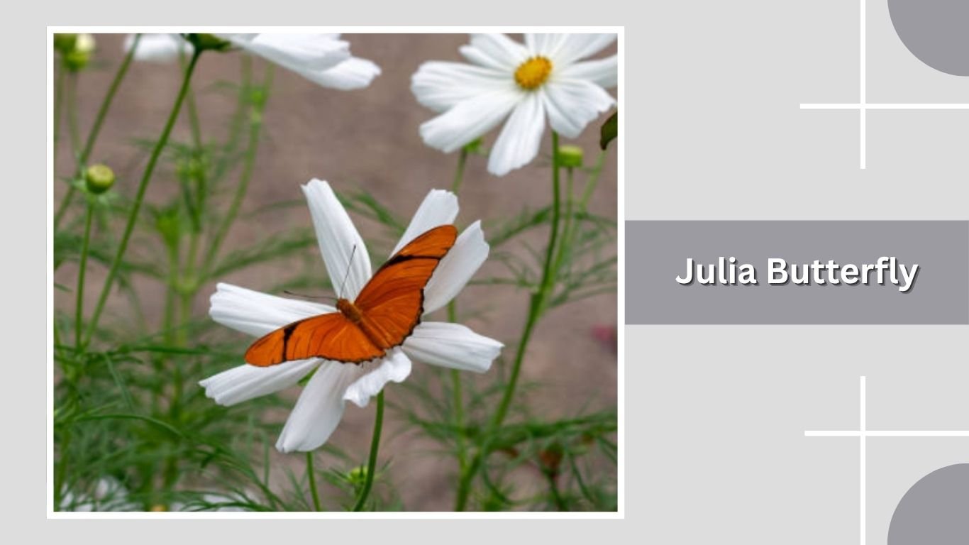 17 Types of Orange Butterflies: Identification with Pictures