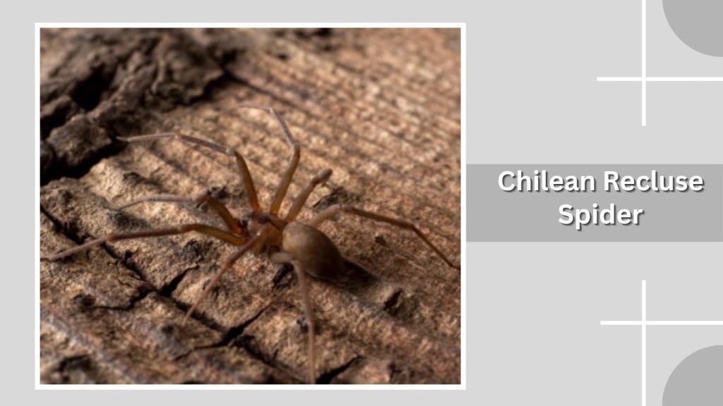 15 Most Dangerous Spiders in the World: Toxic and Aggressive