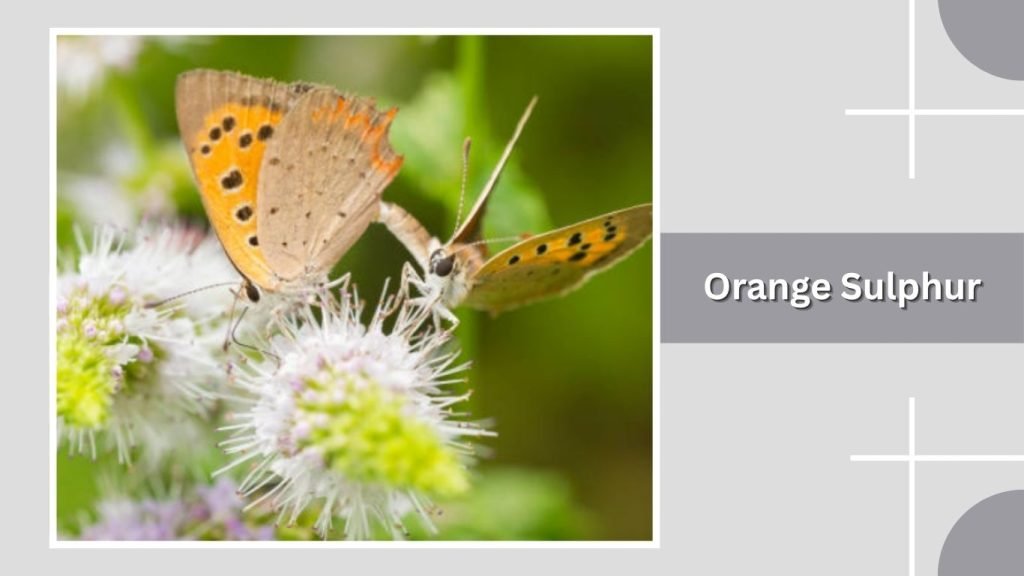 17 Types of Orange Butterflies: Identification with Pictures