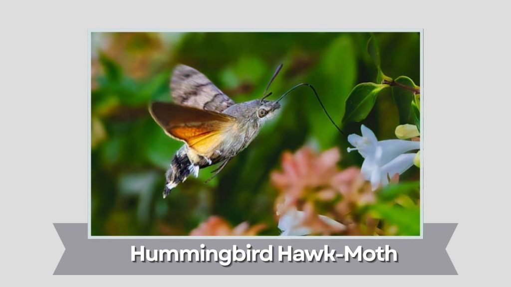 17 Types of Moths: Size, Color, Habitat, Diet & ID: Identification with ...