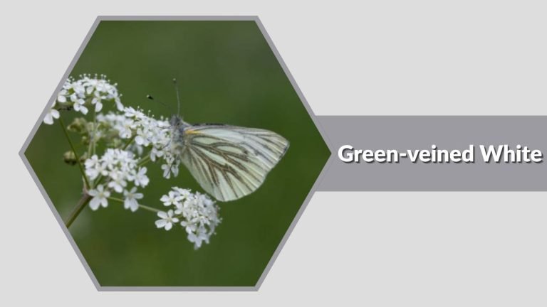 13 Types of White Butterflies: Identification with Pictures