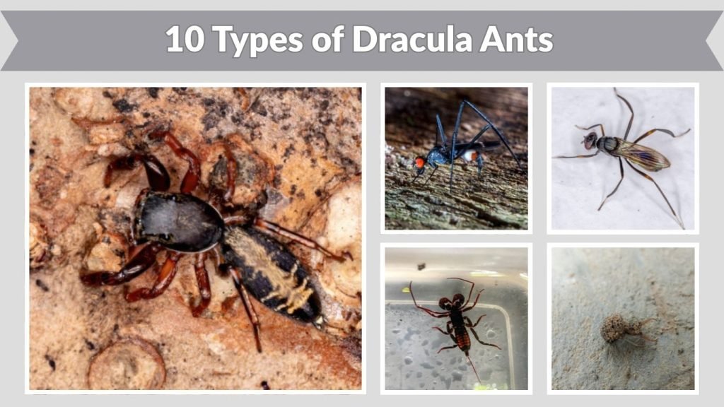 10 Types of Dracula Ants: Identification with Pictures