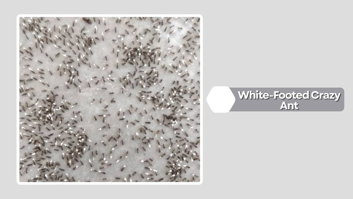 15 Types of Crazy Ants: Identification with Pictures