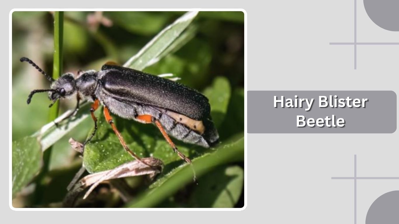 20 Types Of Blister Beetles Identification Guide
