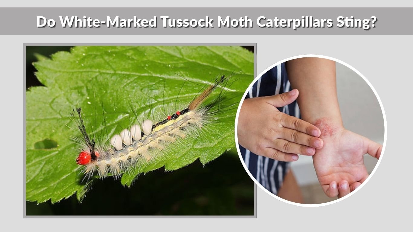 White-Marked Tussock Moth: Life Cycle, Sting, Rash & Safety