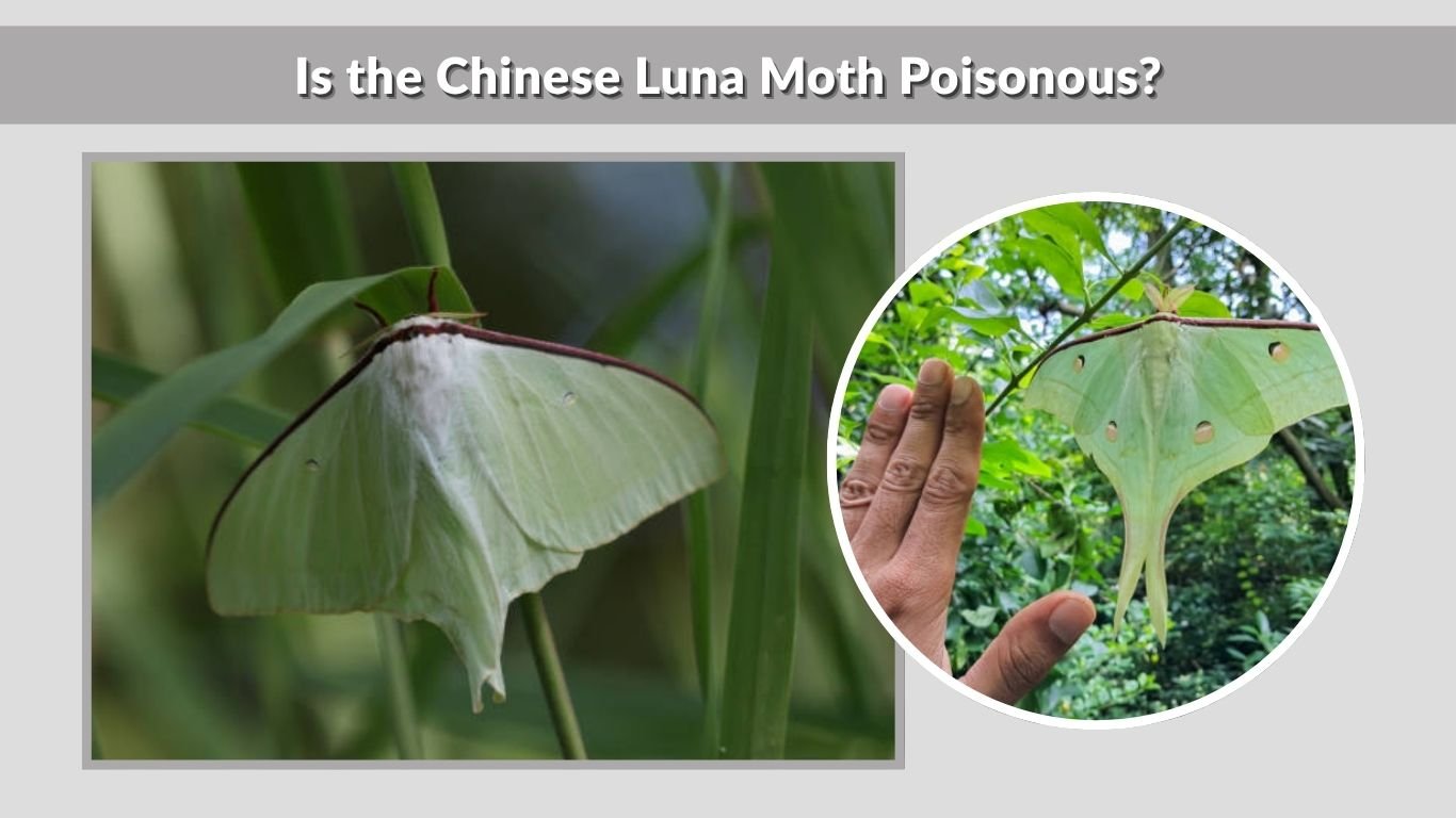 Chinese Luna Moth: Diet, Habitat, Life Cycle and Facts