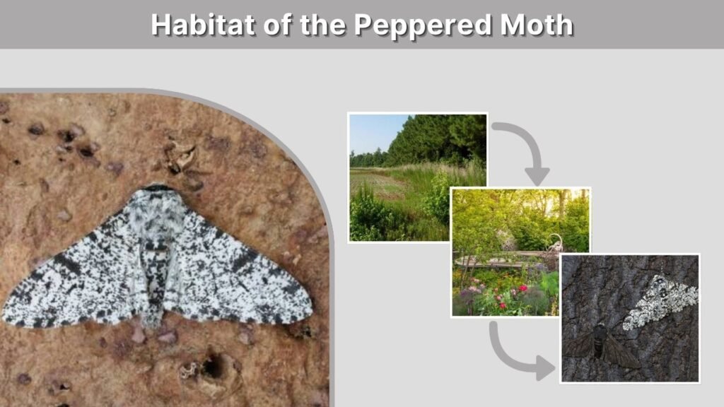Peppered Moth: Size, Color, Habitat, Diet, Identification