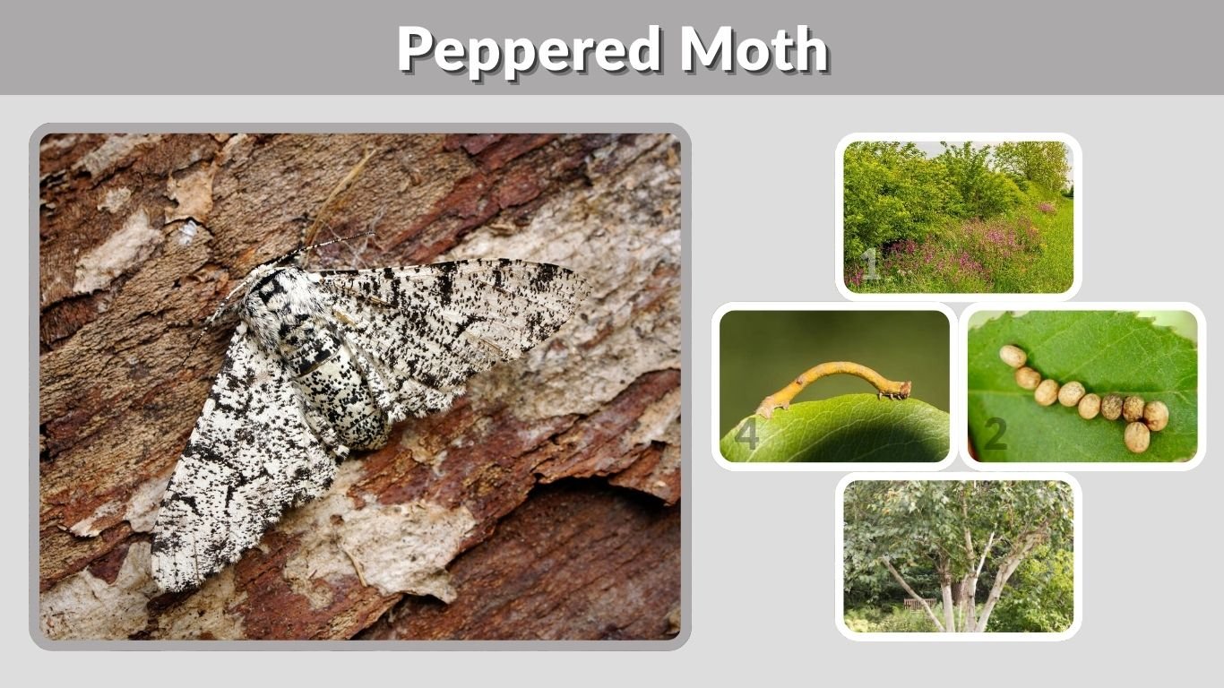 Peppered Moth: Size, Color, Habitat, Diet, Identification