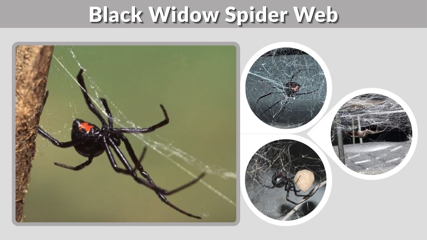 Black Widow Spider Web: Identification, Pattern and Facts
