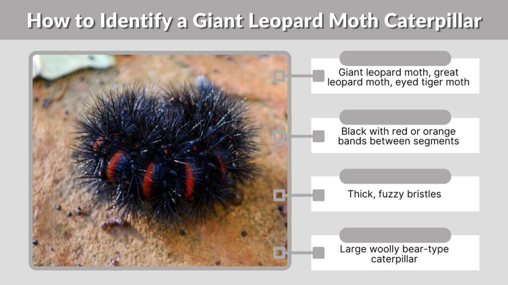 Giant Leopard Moth Caterpillar: Safety, Diet, and Life Cycle