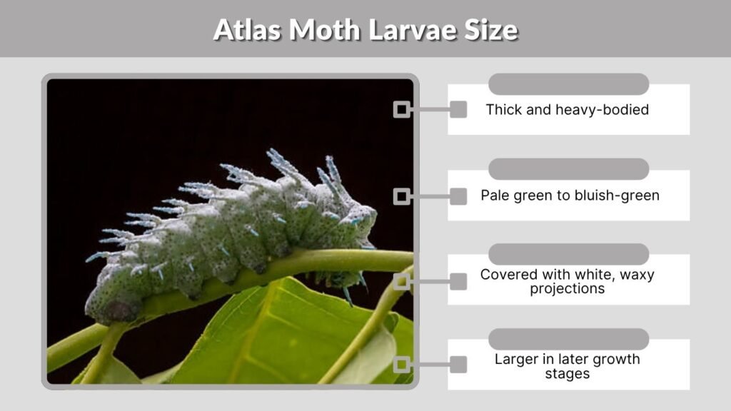 Atlas Moth Larvae: Size, Food, Life Cycle, and Facts