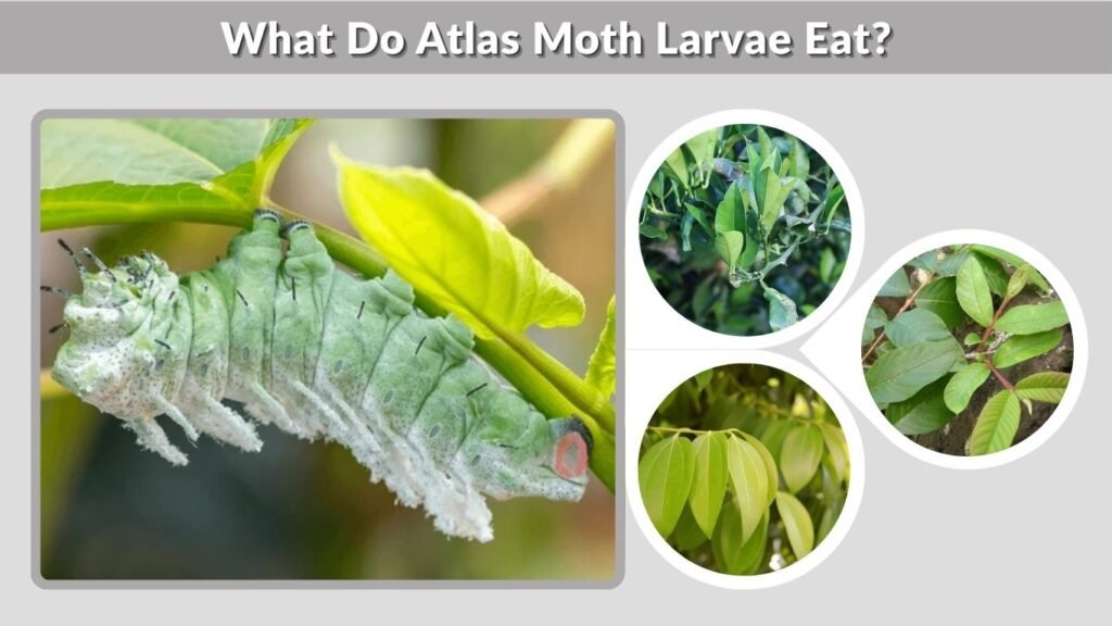 Atlas Moth Larvae: Size, Food, Life Cycle, and Facts