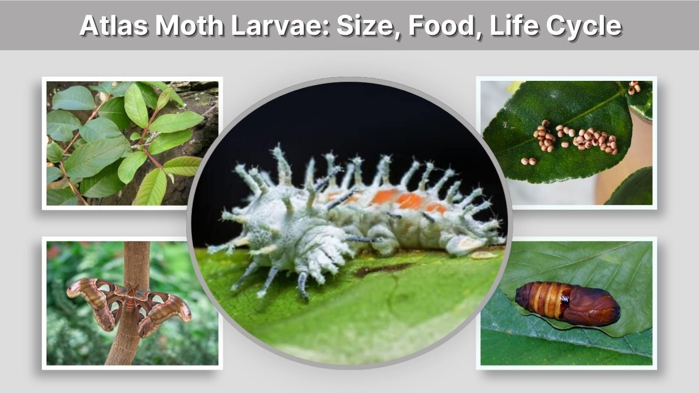 Atlas Moth Larvae: Size, Food, Life Cycle, and Facts