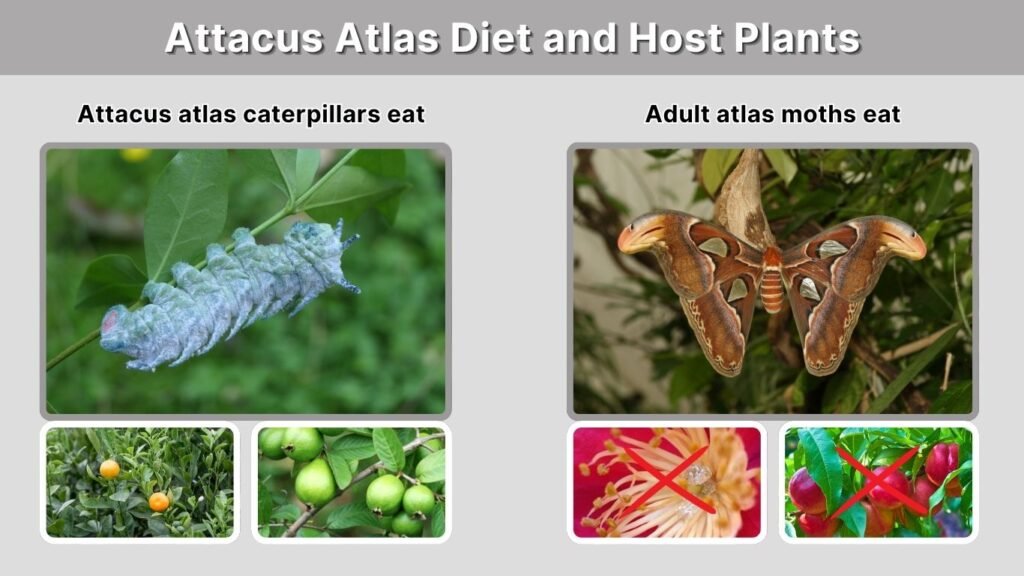 Attacus Atlas Moth: Size, Life Cycle, and Facts
