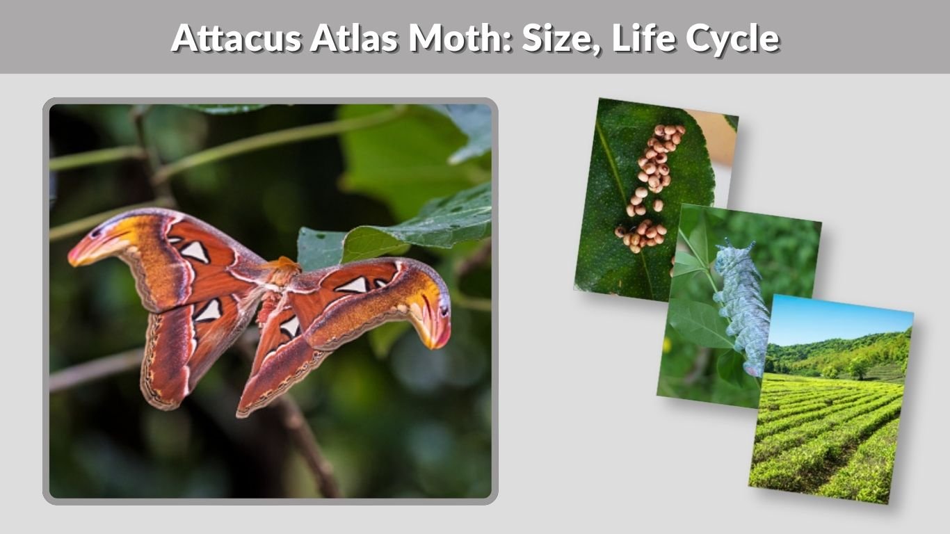 Attacus Atlas Moth: Size, Life Cycle, and Facts
