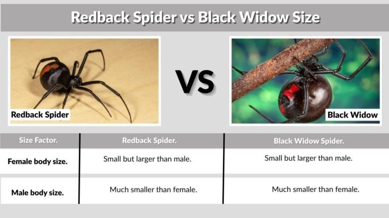 Redback Spider Vs Black Widow Key Differences
