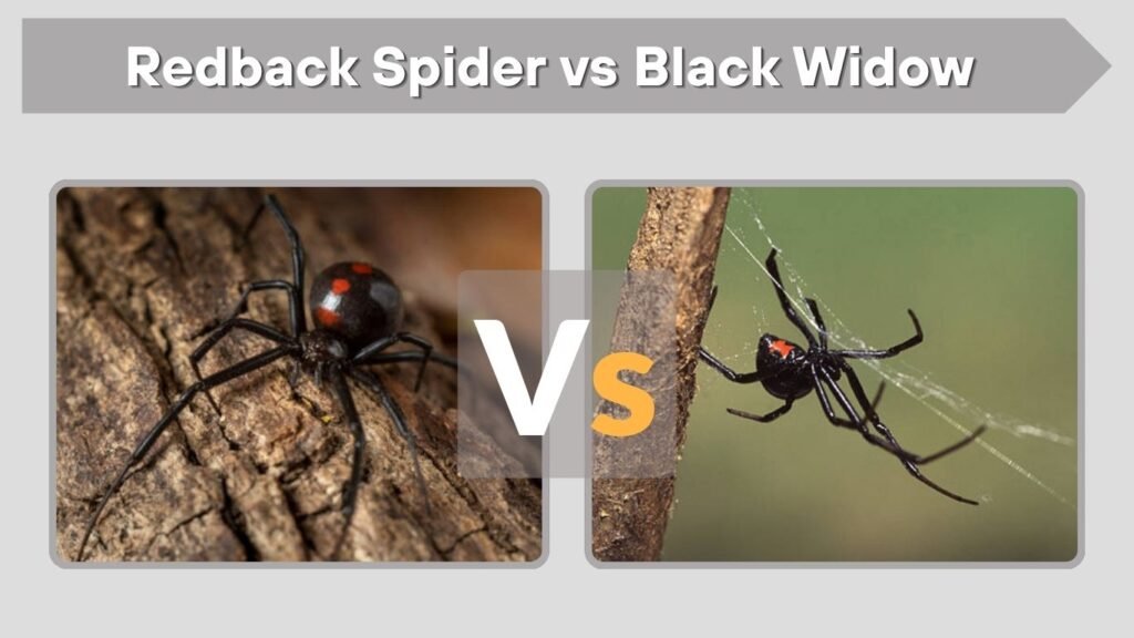 Redback Spider Vs Black Widow Key Differences
