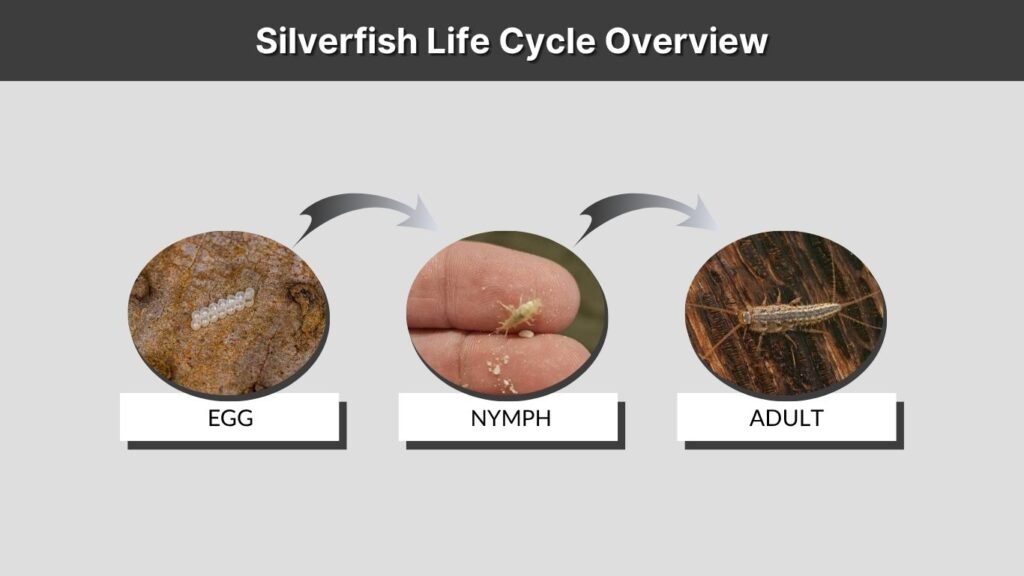 Silverfish Lifespan and Life Cycle: Complete Guide