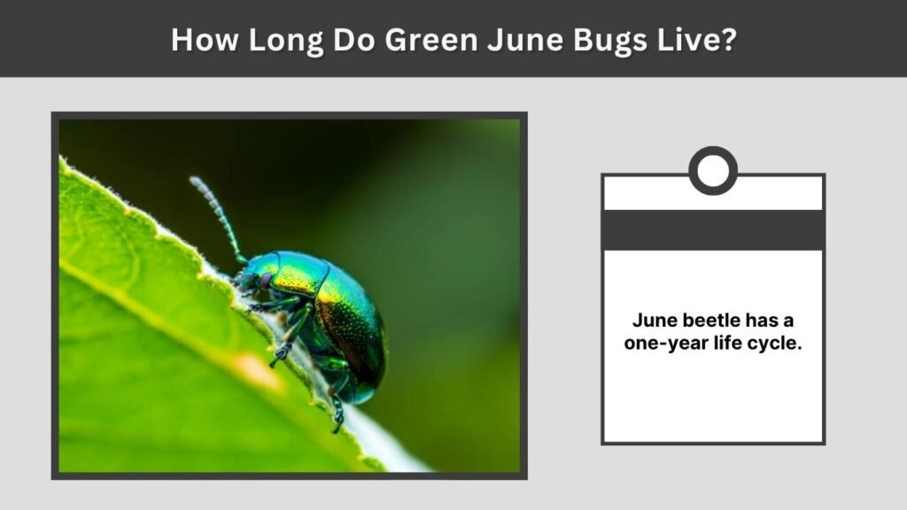 How Long Do June Bugs Live? Life Cycle, Adults & Grubs
